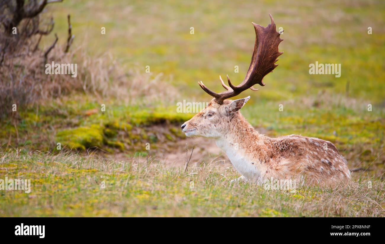 Red deer stag with antlers in spring, forest of Amsterdamse ...