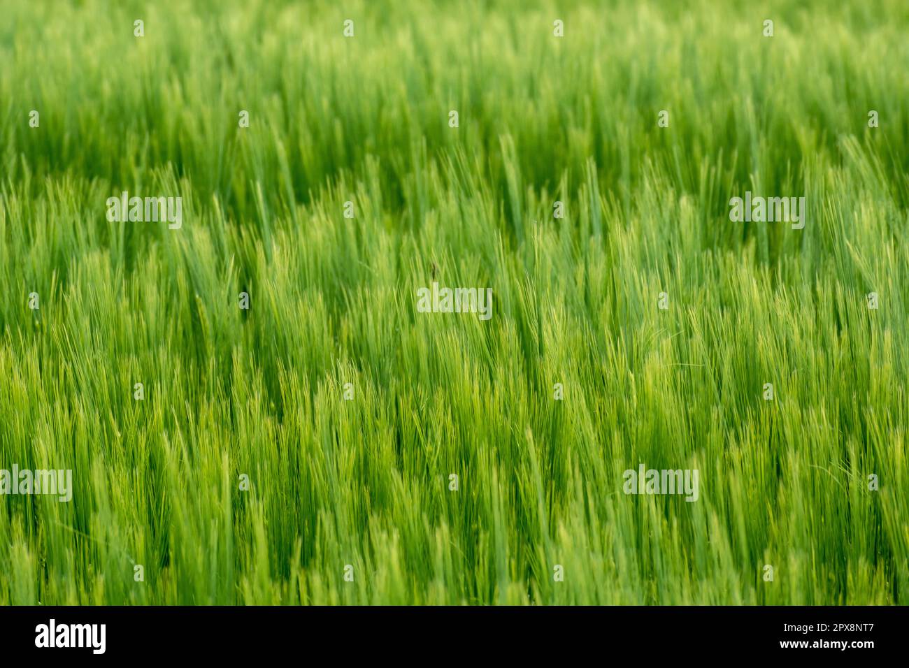 Green dense ears of barley, cereal background, close up Stock Photo - Alamy