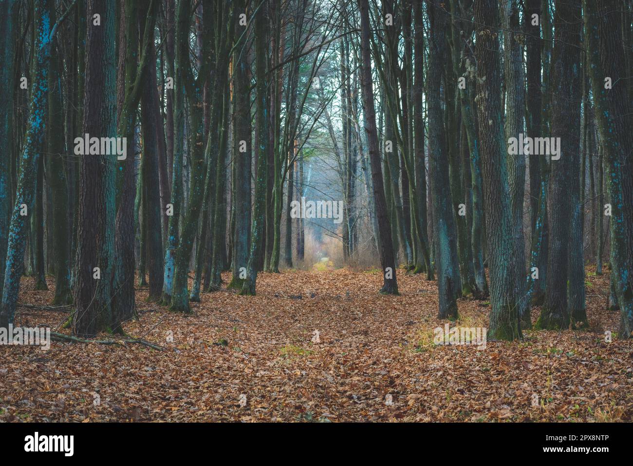 Avenue with leaves in a moody autumn forest Stock Photo - Alamy