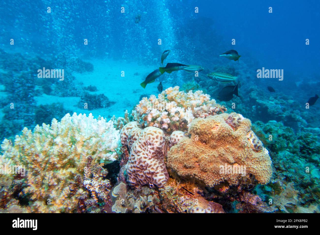 Colorful, picturesque coral reef at the bottom of tropical sea, hard ...