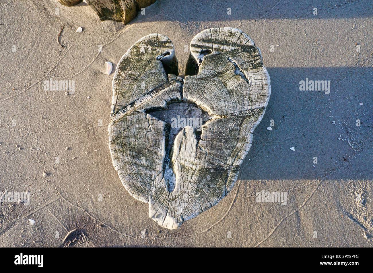 single groyne on the beach. squiggly shape of the wood. Sand and sea ...