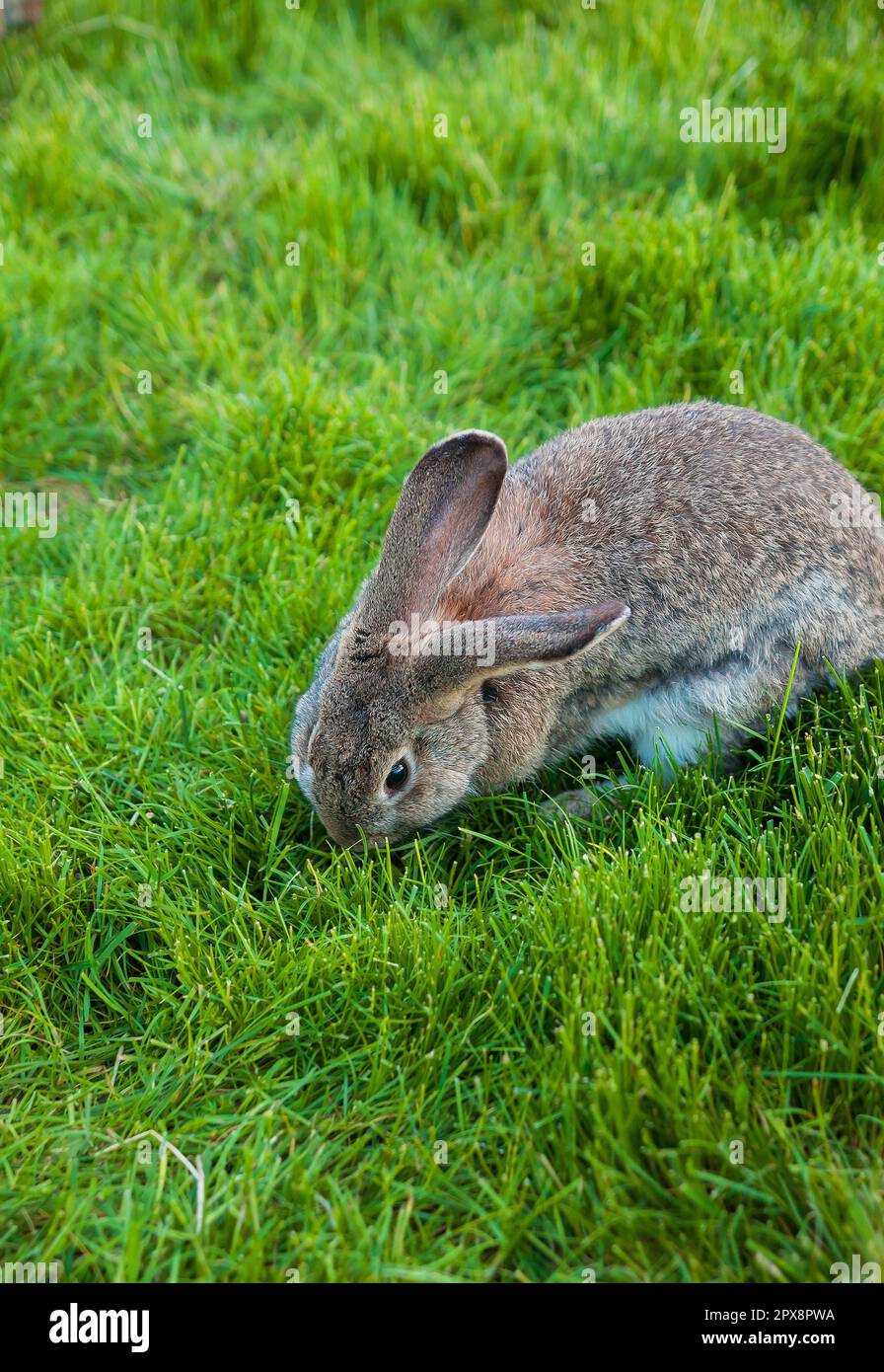 One rabbit eats grass in the garden Stock Photo - Alamy
