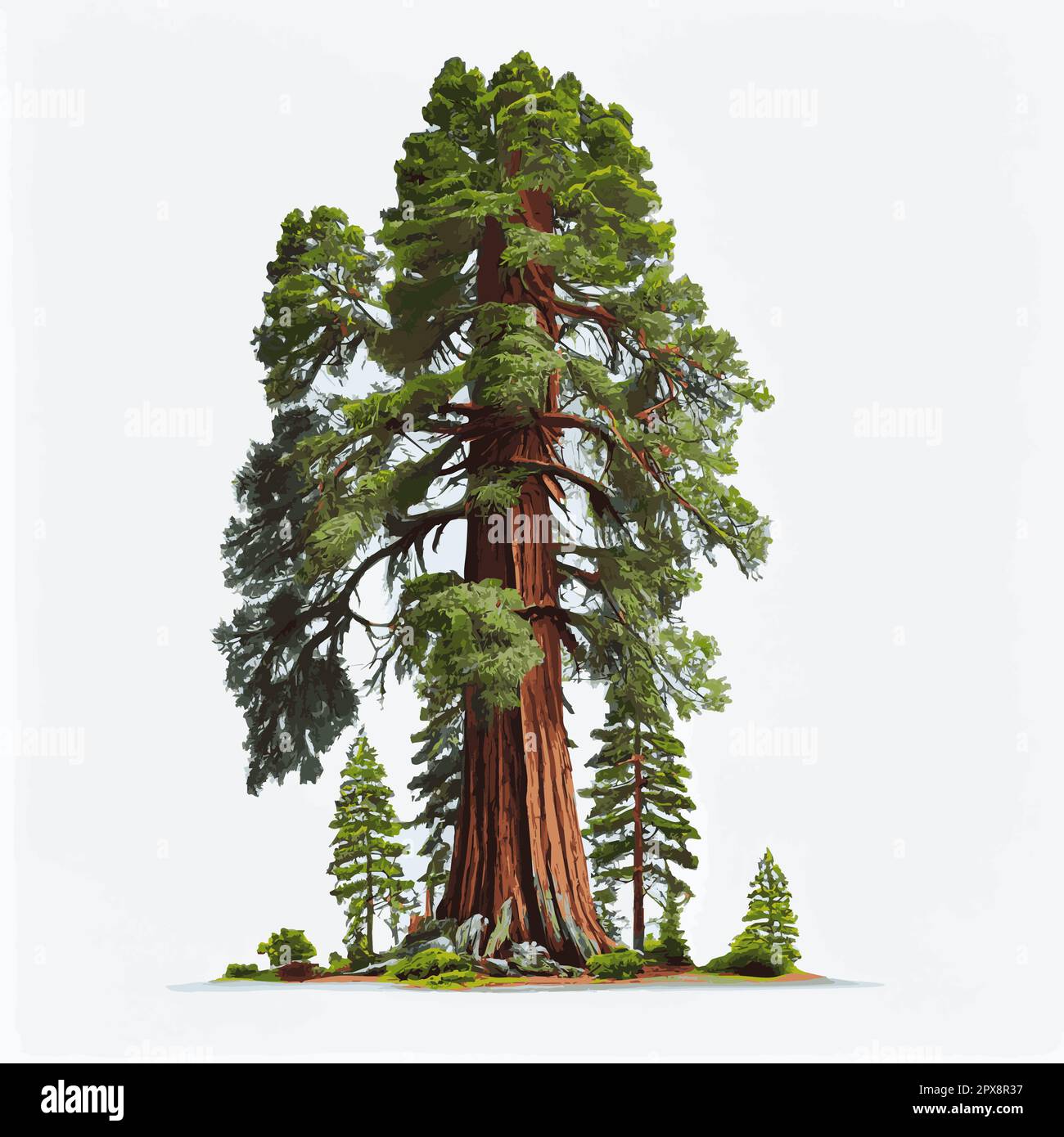 Realistic green tallest tree in the world sequoia on a white background ...