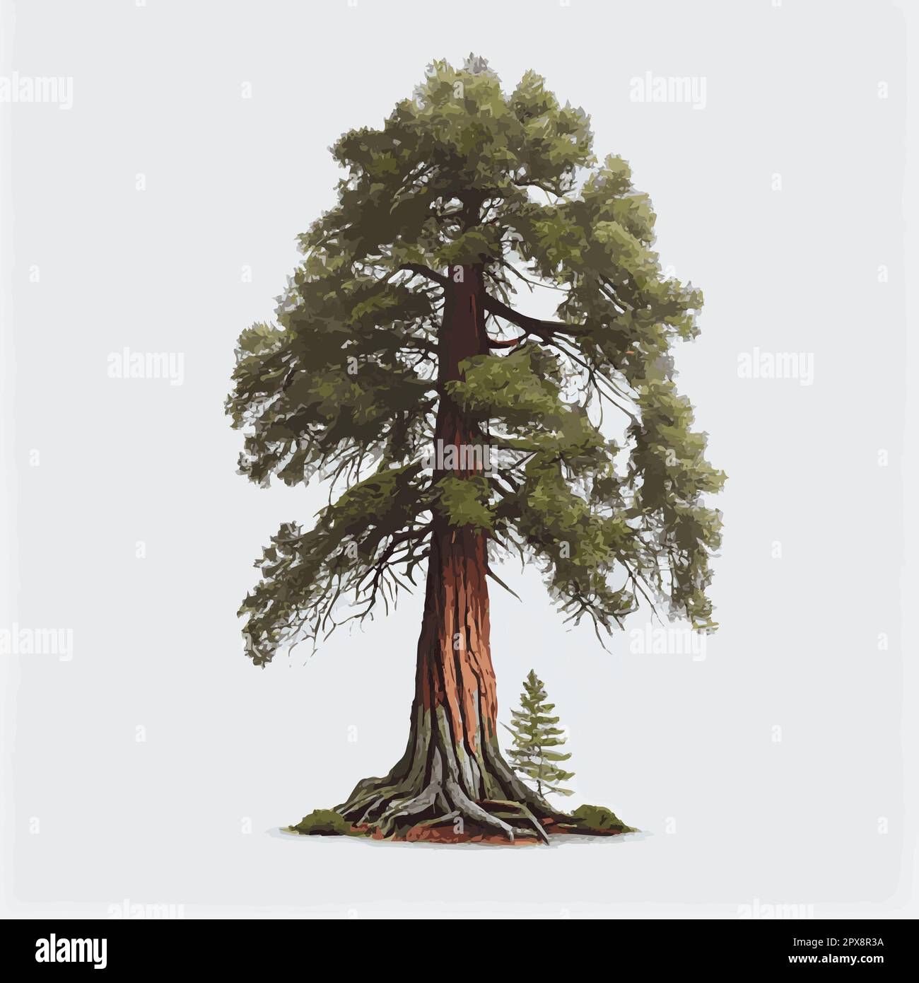 Realistic green tallest tree in the world sequoia on a white background ...