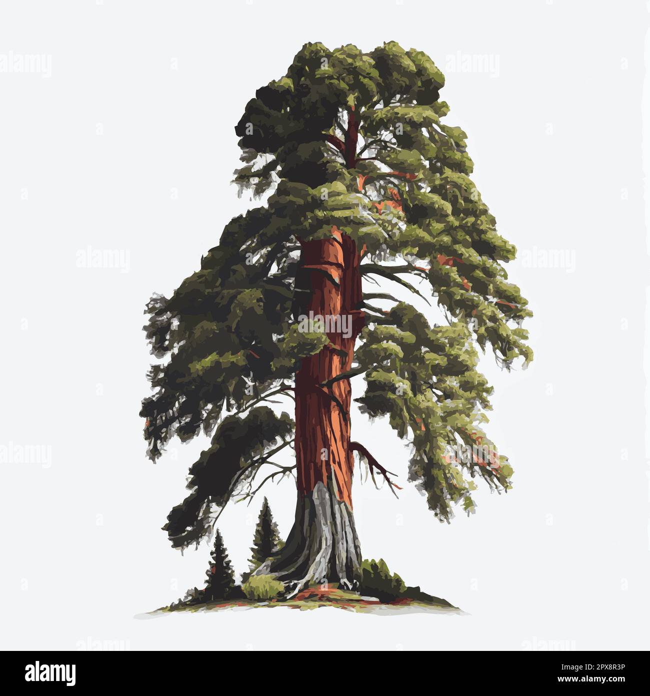 Realistic green tallest tree in the world sequoia on a white background ...