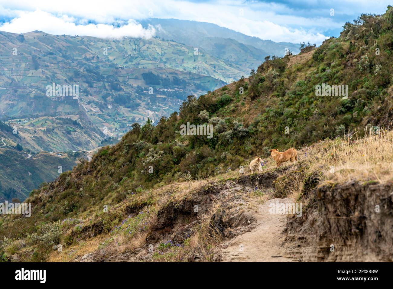 natural landscape of ecuador in south america Stock Photo - Alamy
