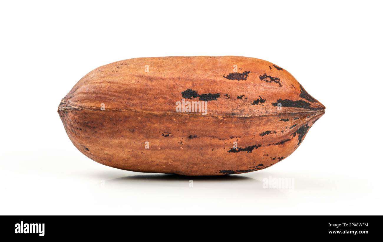 Single whole pecan (Carya illinoinensis) nut isolated on white ...