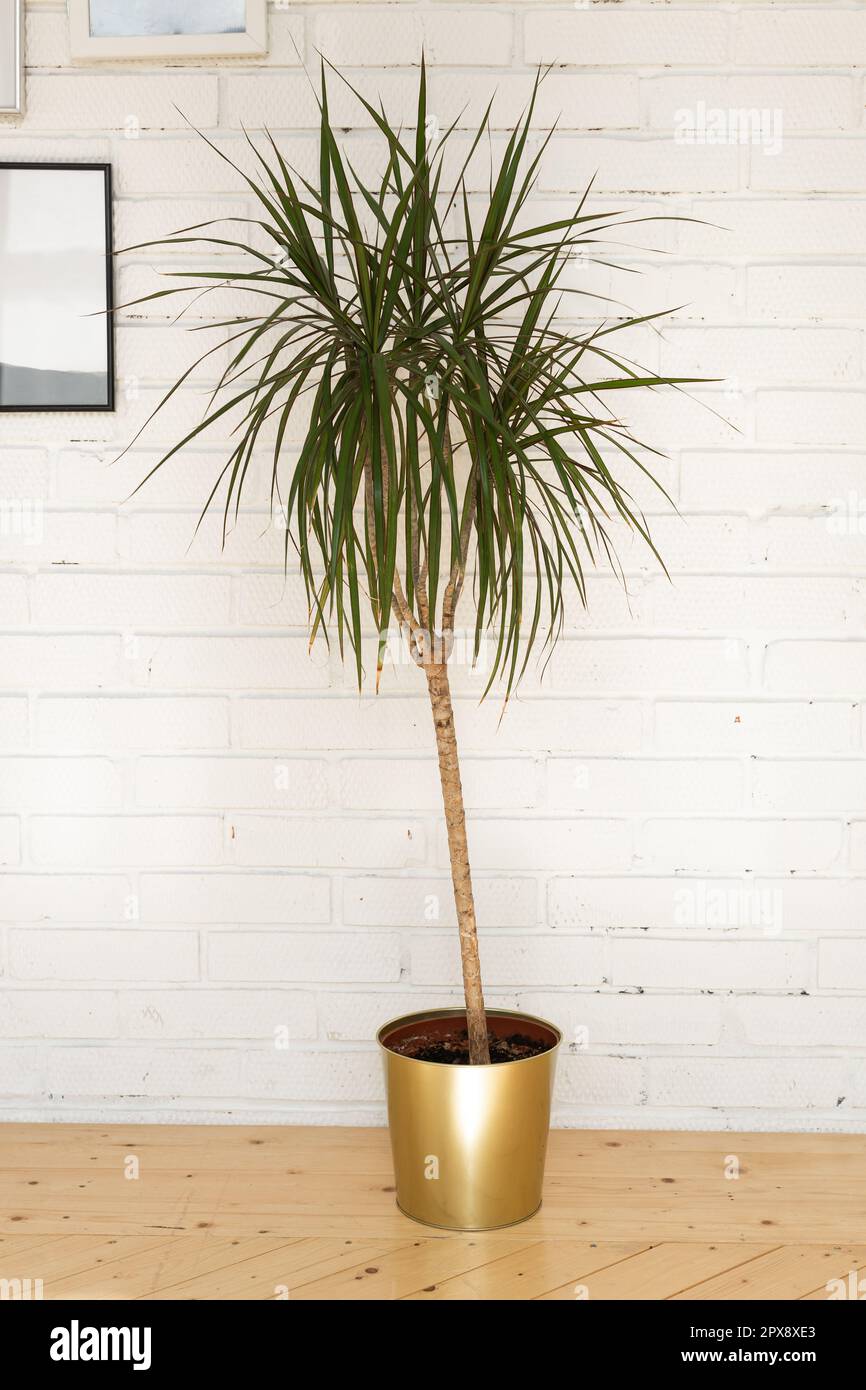 Dracaena marginata tricolor, or Madagascar dragon tree. Beautiful ...