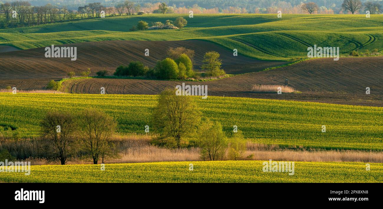 Panoramic view of green,organic farmland dotted with spit of land ...