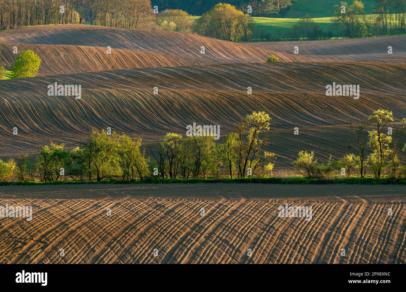 Panoramic view of green,organic farmland dotted with spit of land ...