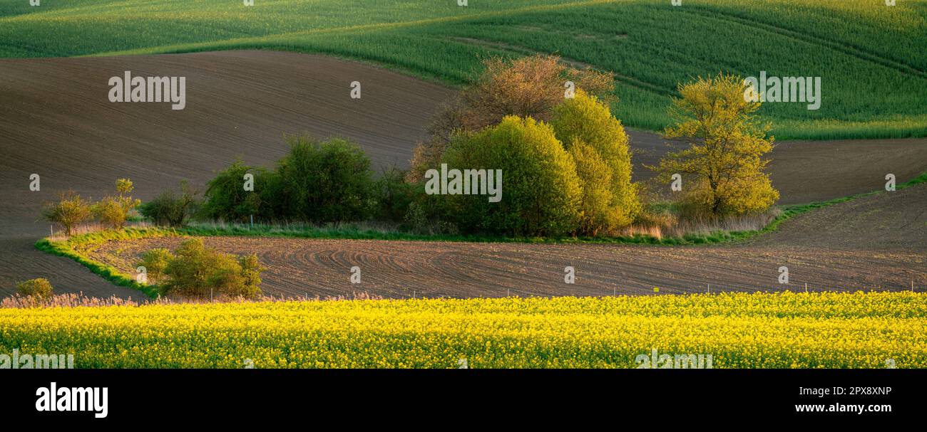 Panoramic view of green,organic farmland dotted with spit of land ...