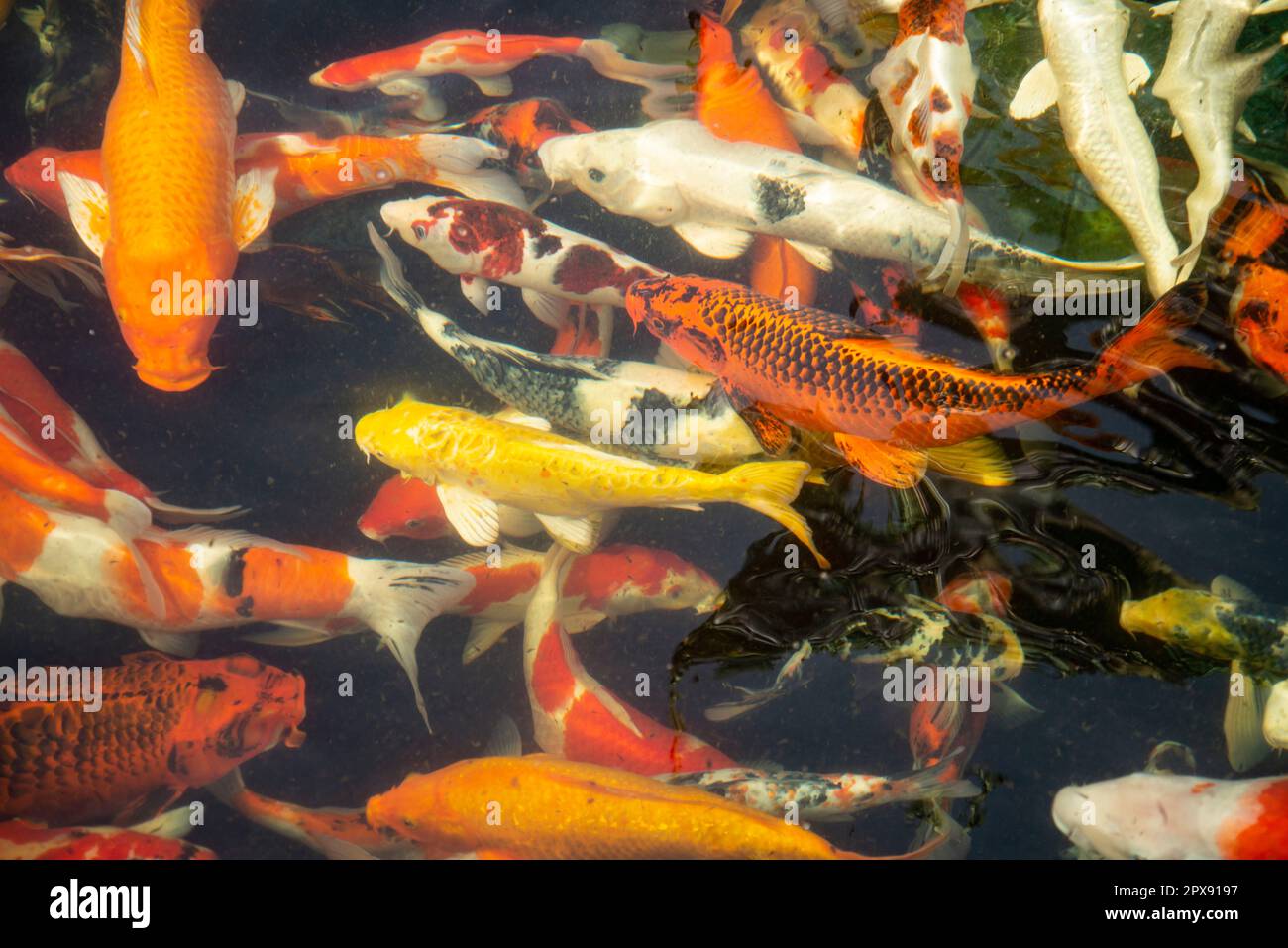 Koi Fish at the Wat Khao Phra Khru in the City of Si Racha in the ...