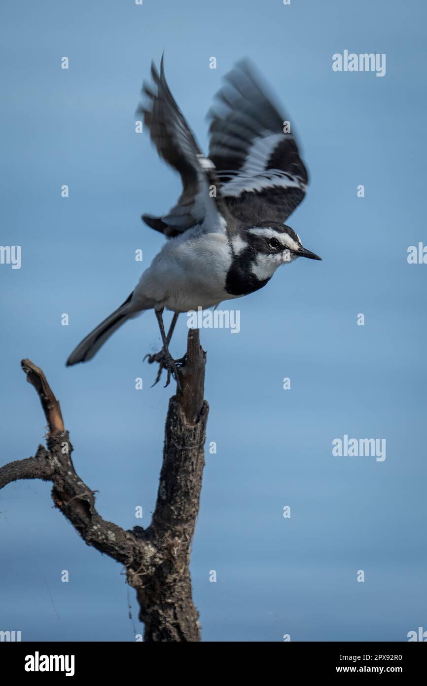 African pied wagtail flies from dead branch Stock Photo - Alamy