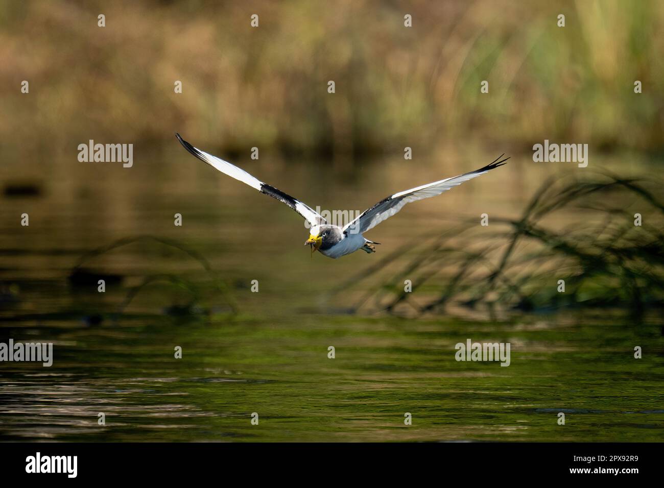 African wattled lapwing flies along sunny river Stock Photo - Alamy