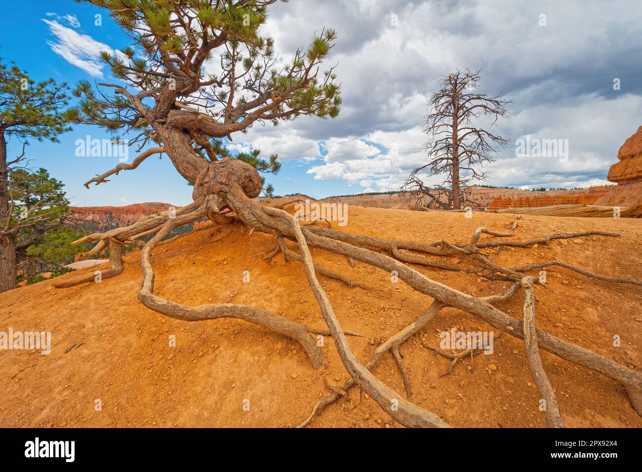 Tree Roots Exposed Due to Erosion in Bryce Canyon National Park in Utah ...