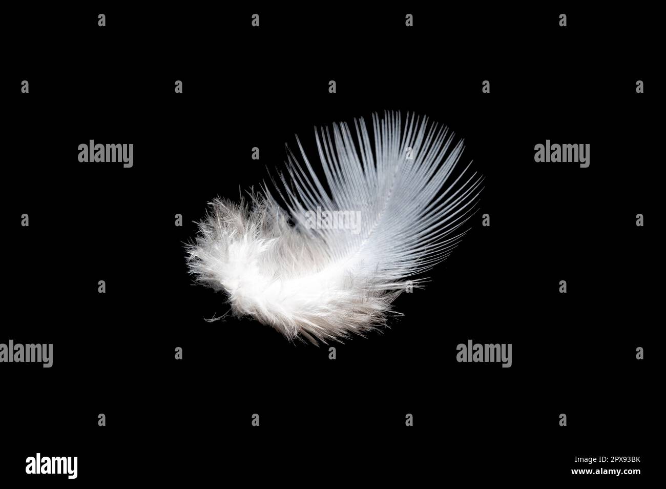 White feather on black background, isolate Stock Photo - Alamy