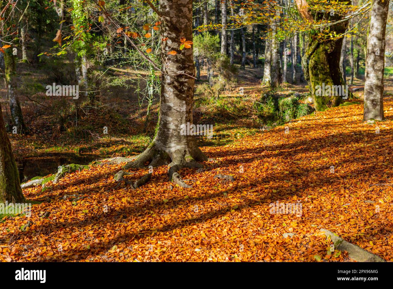 Autumn forest at Mata da Albergaria, Geres National Park, Portugal ...