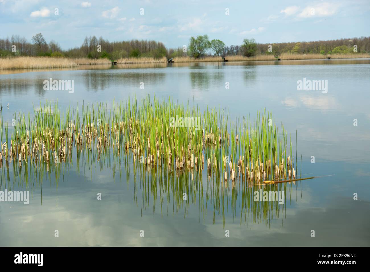 Green grass growing in the lake water, spring landscape Stock Photo - Alamy