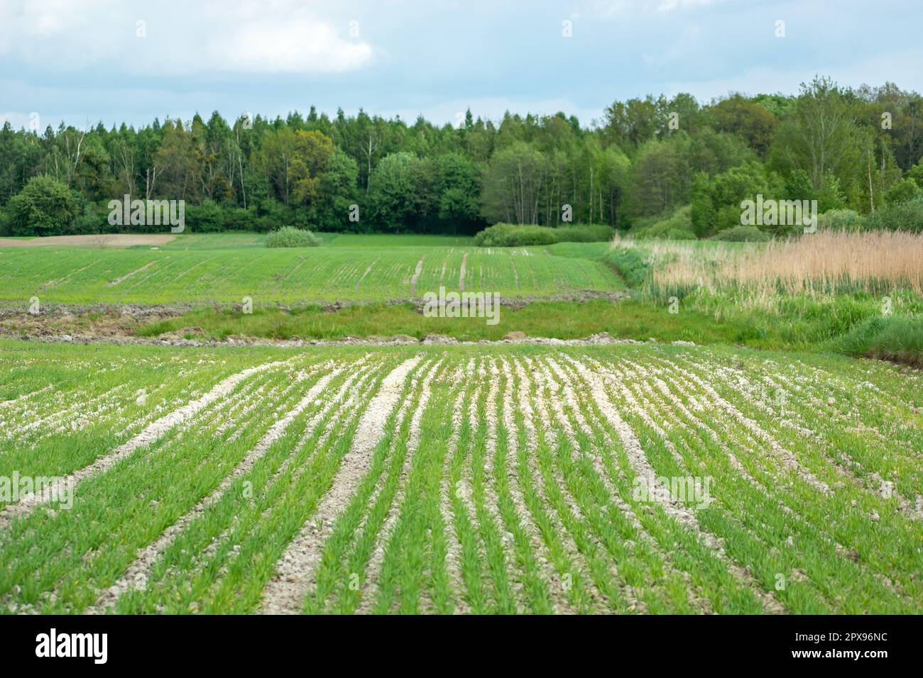 Green small seedlings of grain planted in rows in the field in front of ...