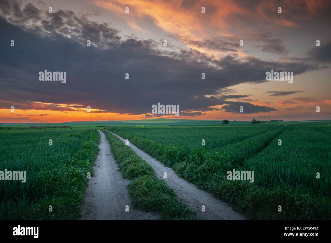 Dirt road through green fields and sky during beautiful sunset Stock ...