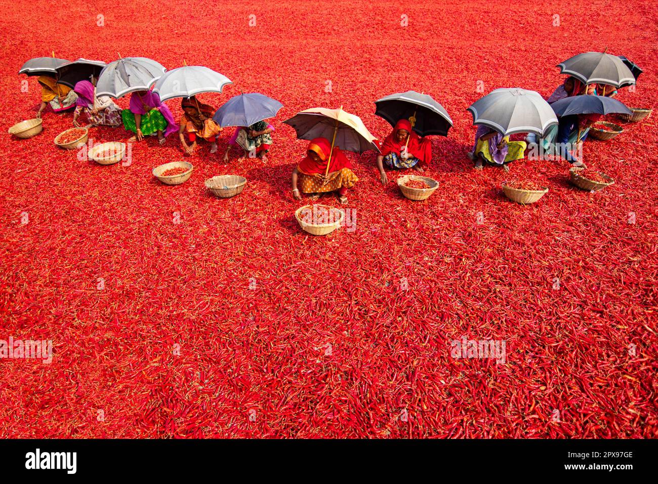 Rajshahi, Bangladesh. May 2, 2023, Bogra, Rajshahi, Bangladesh: Rows of ...