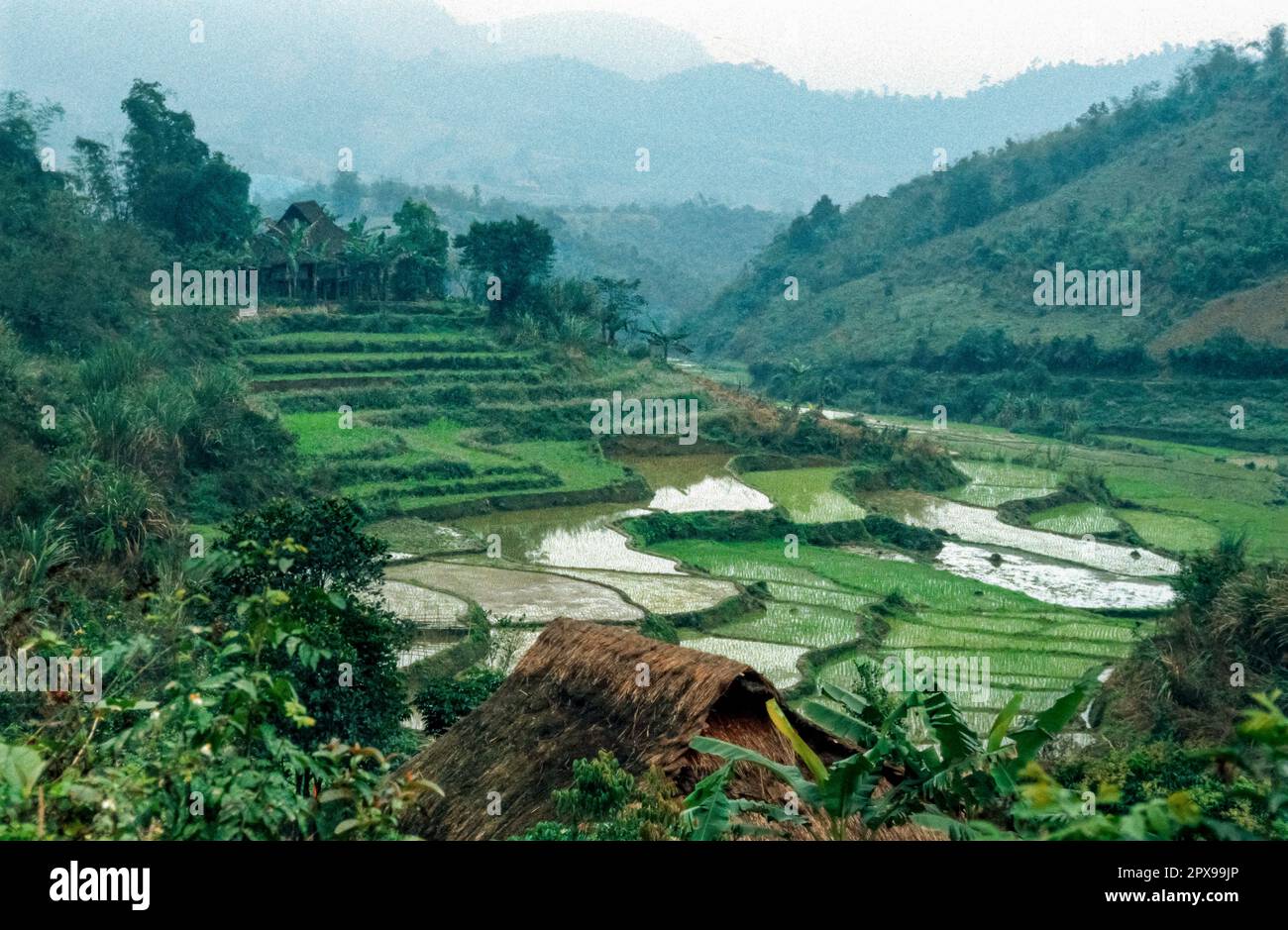 Rice terrace fields at Cloud Pass between Danang and Hue in morning ...