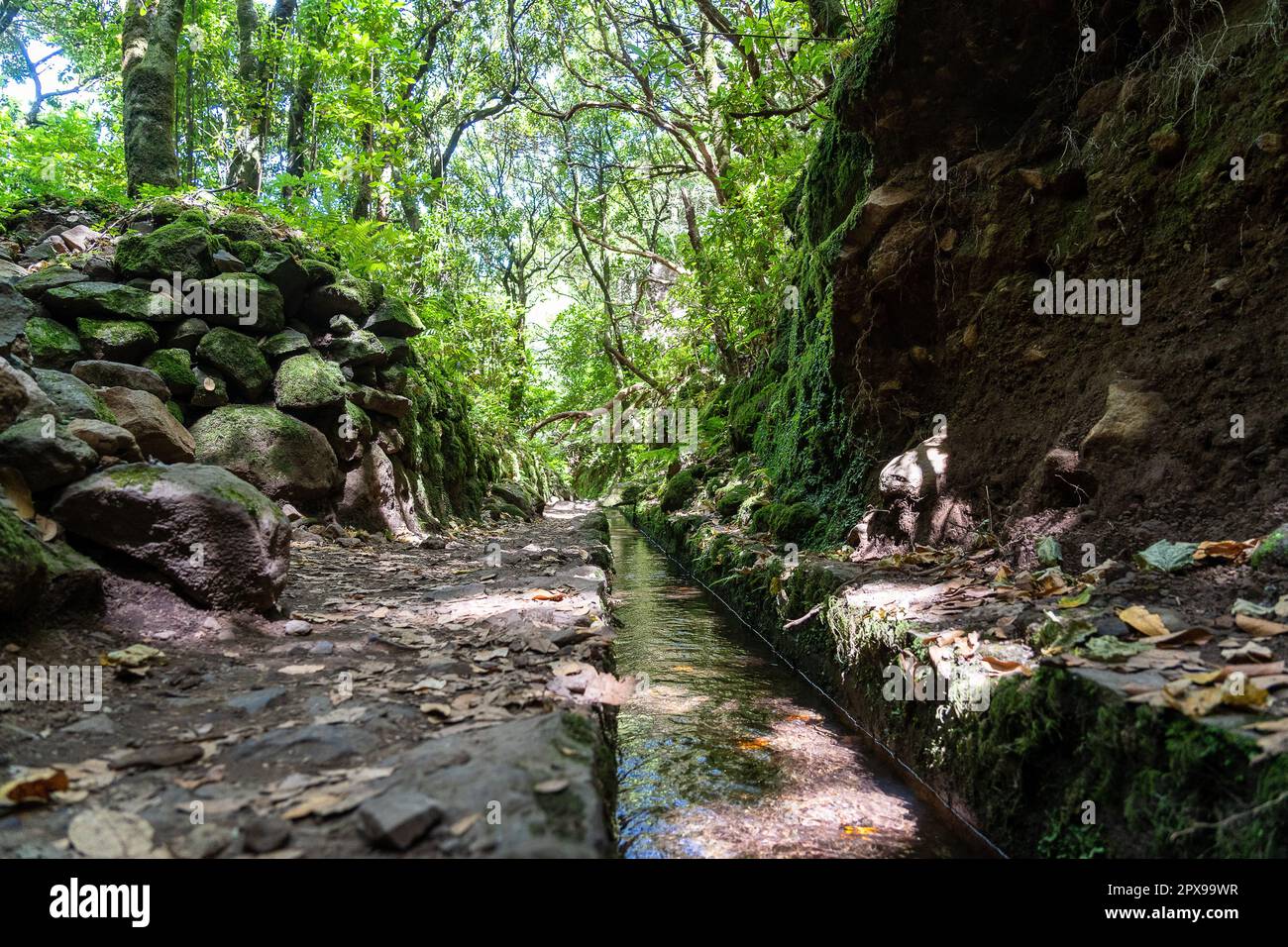 Hiking path in the forest in Levada do Caldeirao Verde Trail, Madeira ...