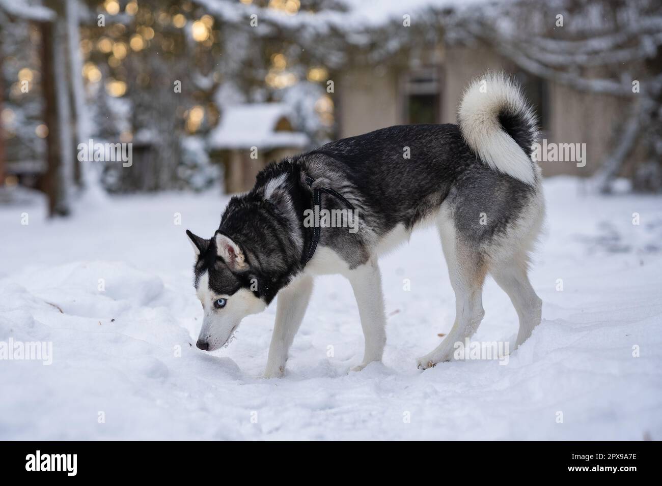 Siberian husky standing in the yard and sniff something Stock Photo - Alamy