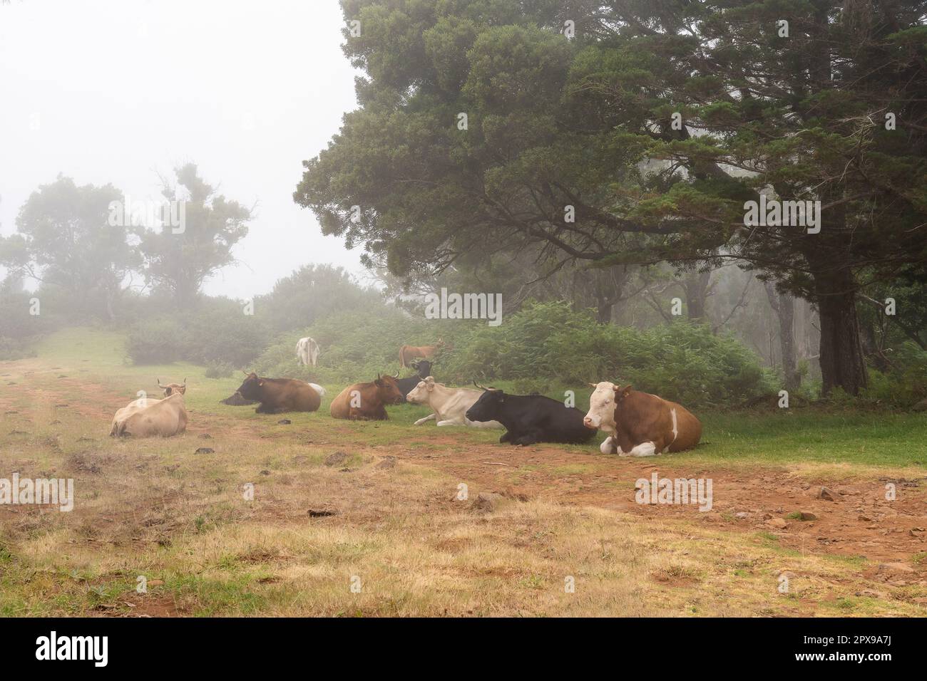 Cows on path on Madeira island. Summertime Stock Photo - Alamy