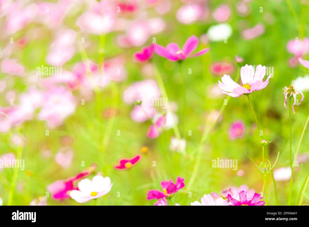 Beautiful pink cosmos flower garden. Pink flower field background ...