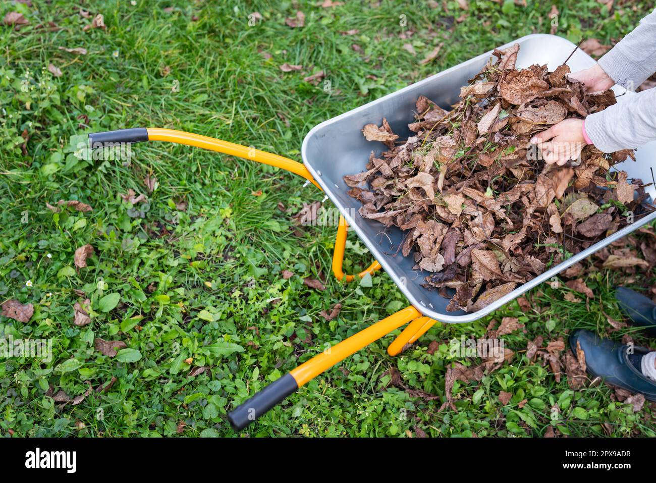 A metal wheelbarrow for garbage, a girl removes dry leaves in a ...