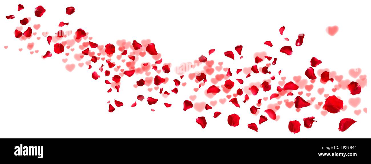 Red rose petals fly with hearts for love greetings. Background with ...