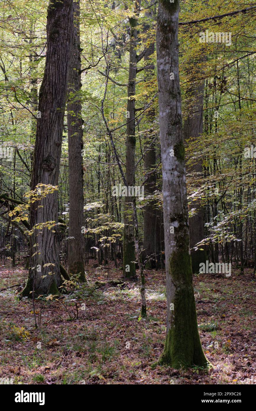 Deciduous stand hornbeam and oak trees in autumn, Bialowieza Forest ...