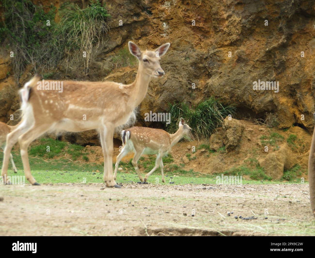 Beautiful animals different natural watchdogs attentive slopes Stock ...