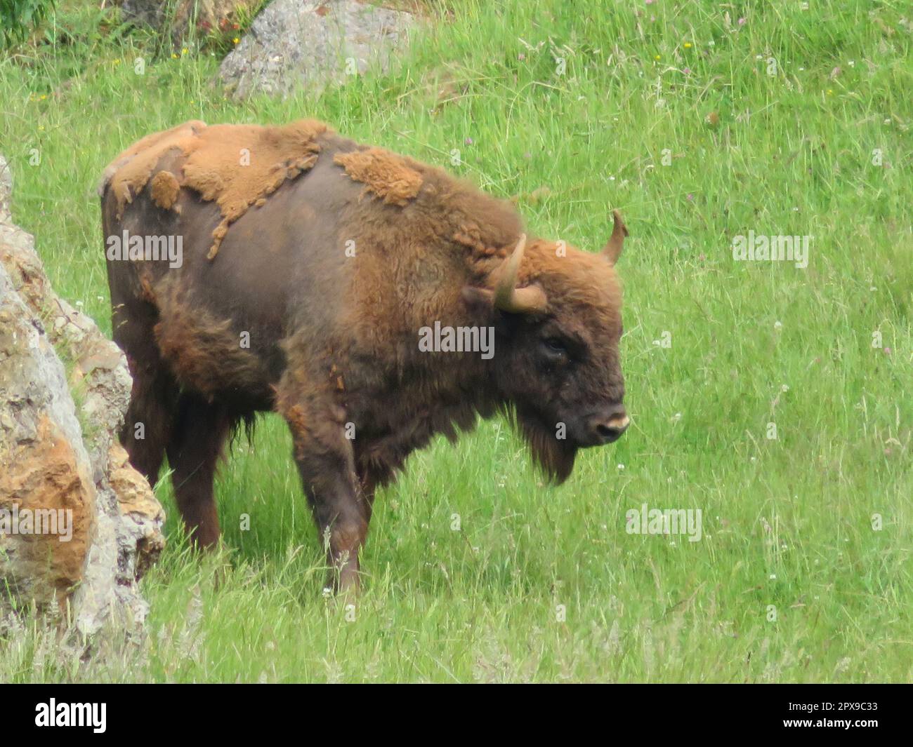 beautiful European bison almost extinct and recovered eating grass ...