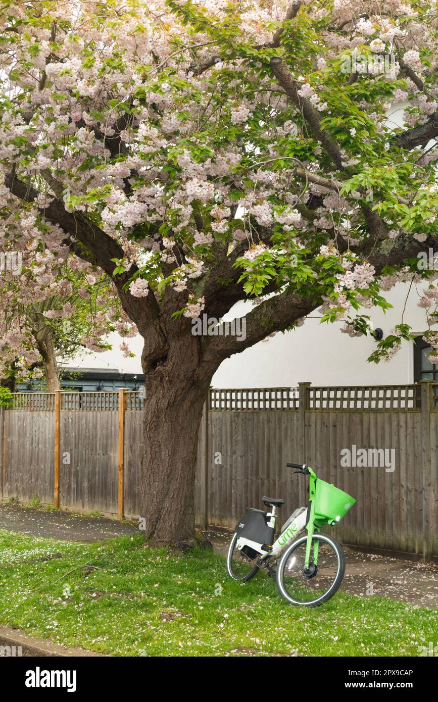 Lime cycle e bike / electric e bikes parked under spring blossom flower ...