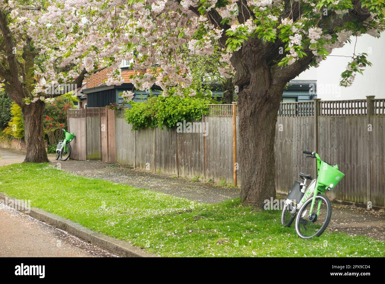 Lime cycle e bike / electric e bikes parked under spring blossom flower ...
