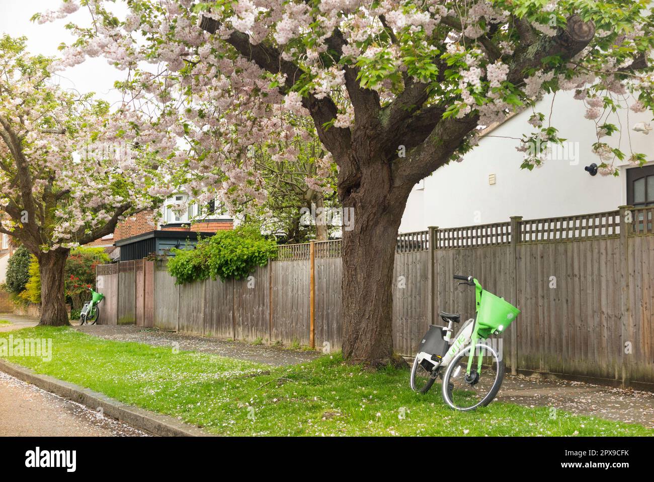 Lime cycle e bike / electric e bikes parked under spring blossom flower ...