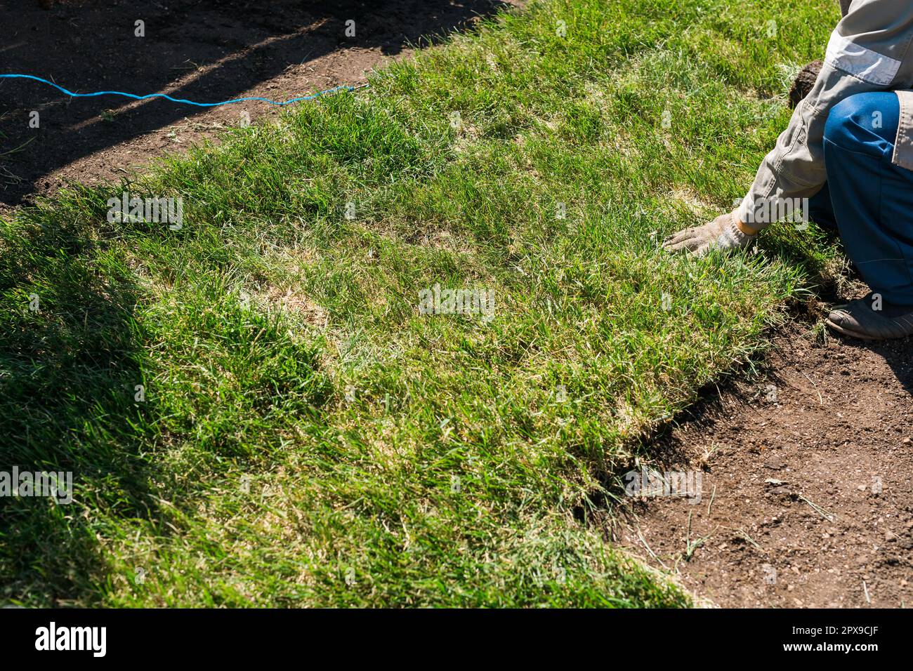 Man laying grass turf rolls for new garden lawn Stock Photo - Alamy