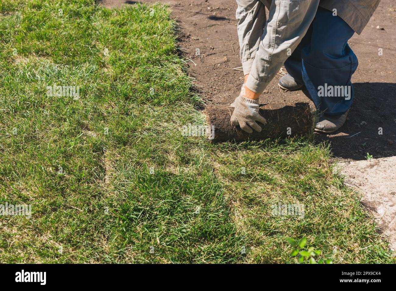 Man laying grass turf rolls for new garden lawn Stock Photo - Alamy