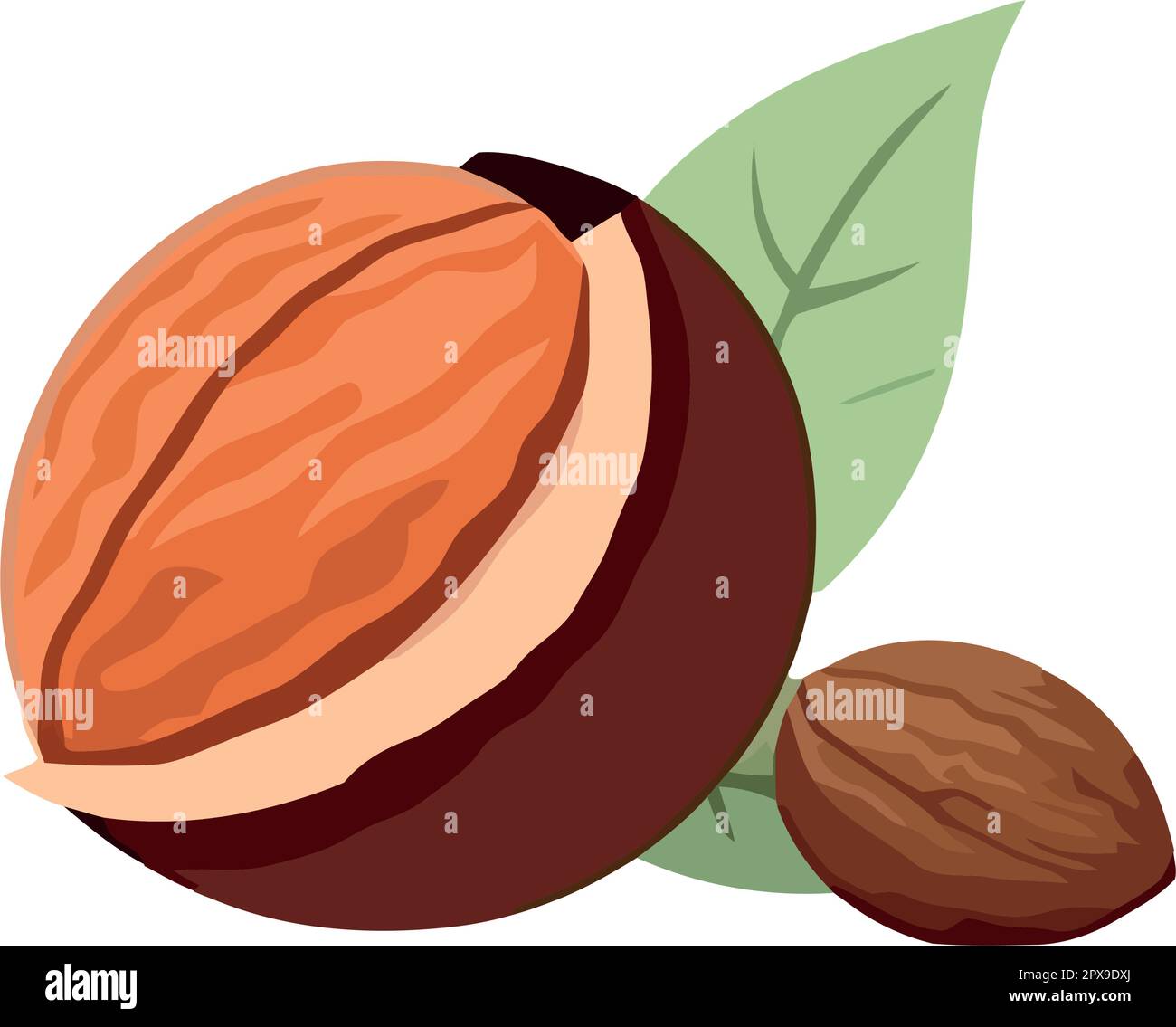 Walnut shells Stock Vector Images - Alamy