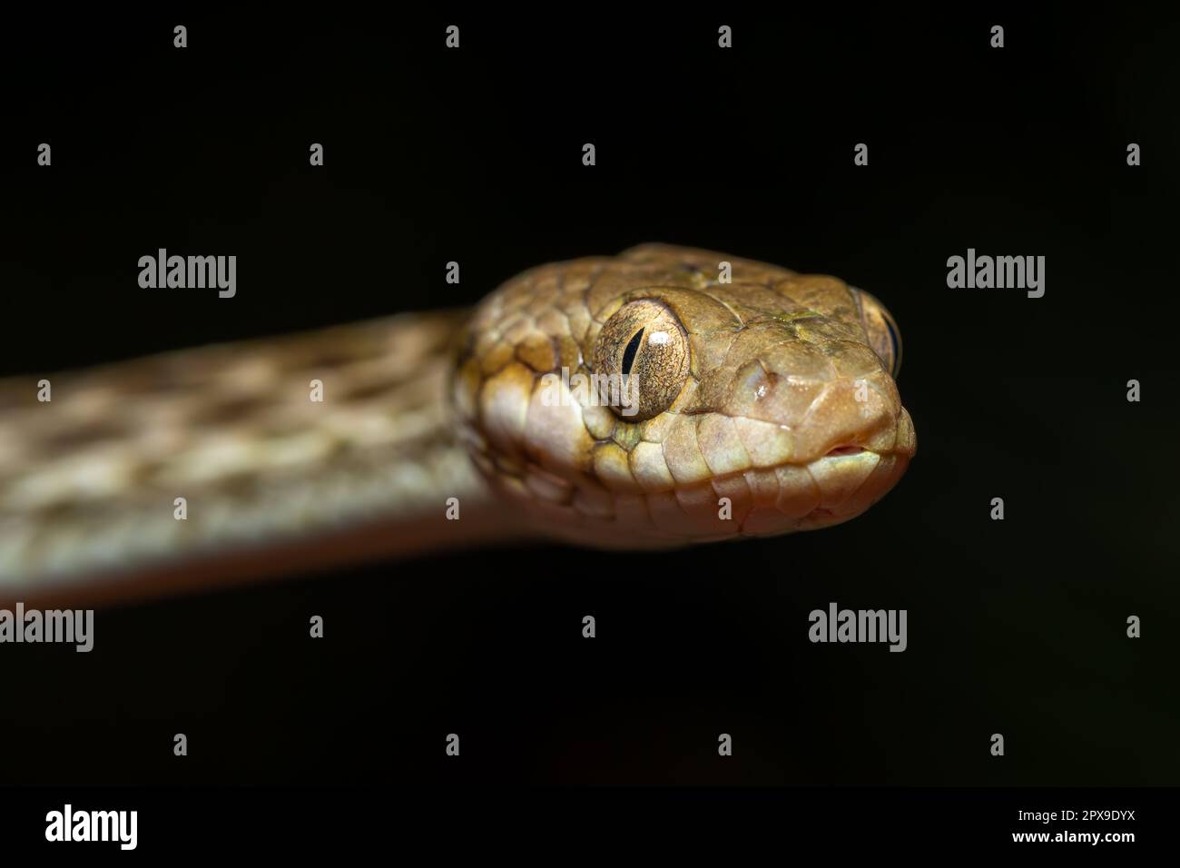 Cat-eyed Snake, Madagascarophis colubrinus is a species of snake of the ...