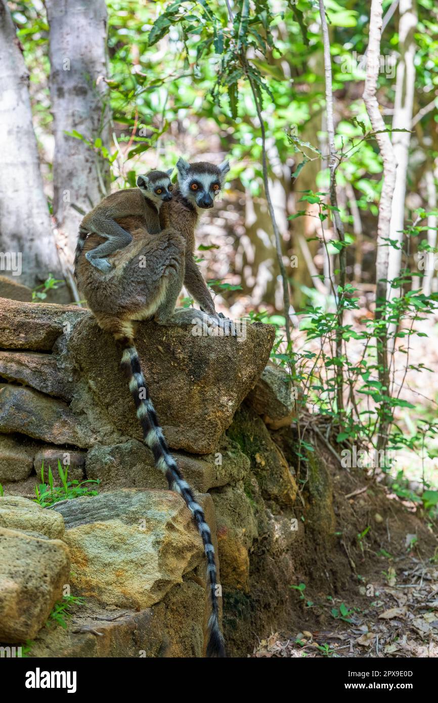 Ring-tailed lemur (Lemur catta), Mother with baby on back sitting on ...