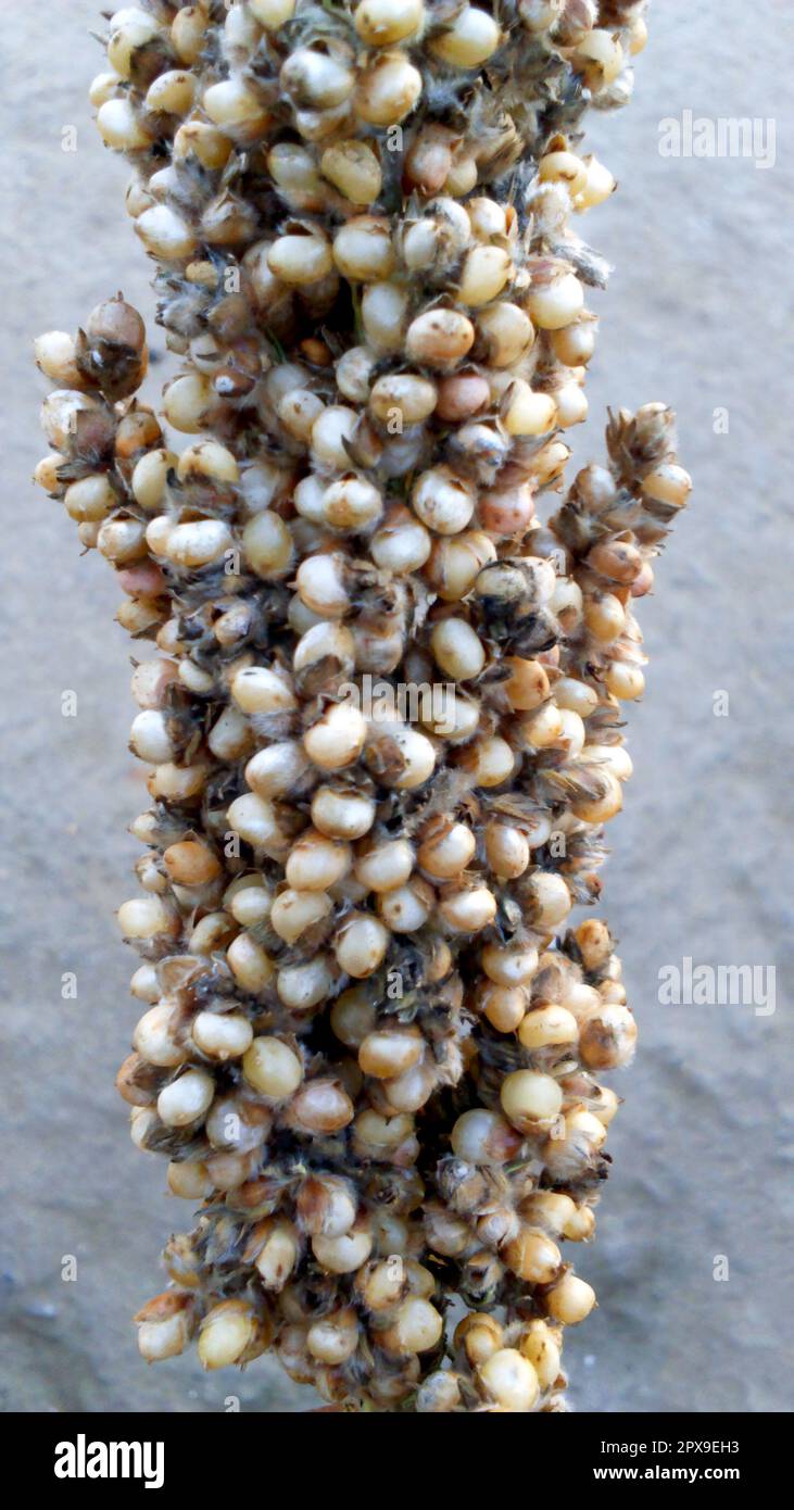 A close-up of Sorghum bicolor, also known as great millet, durra ...