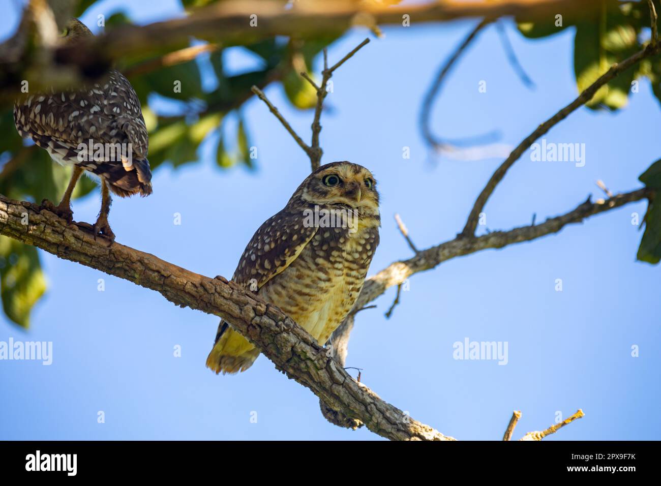 Burning Owl (Athene cunicularia or Speotyto cunicularia) in selective ...