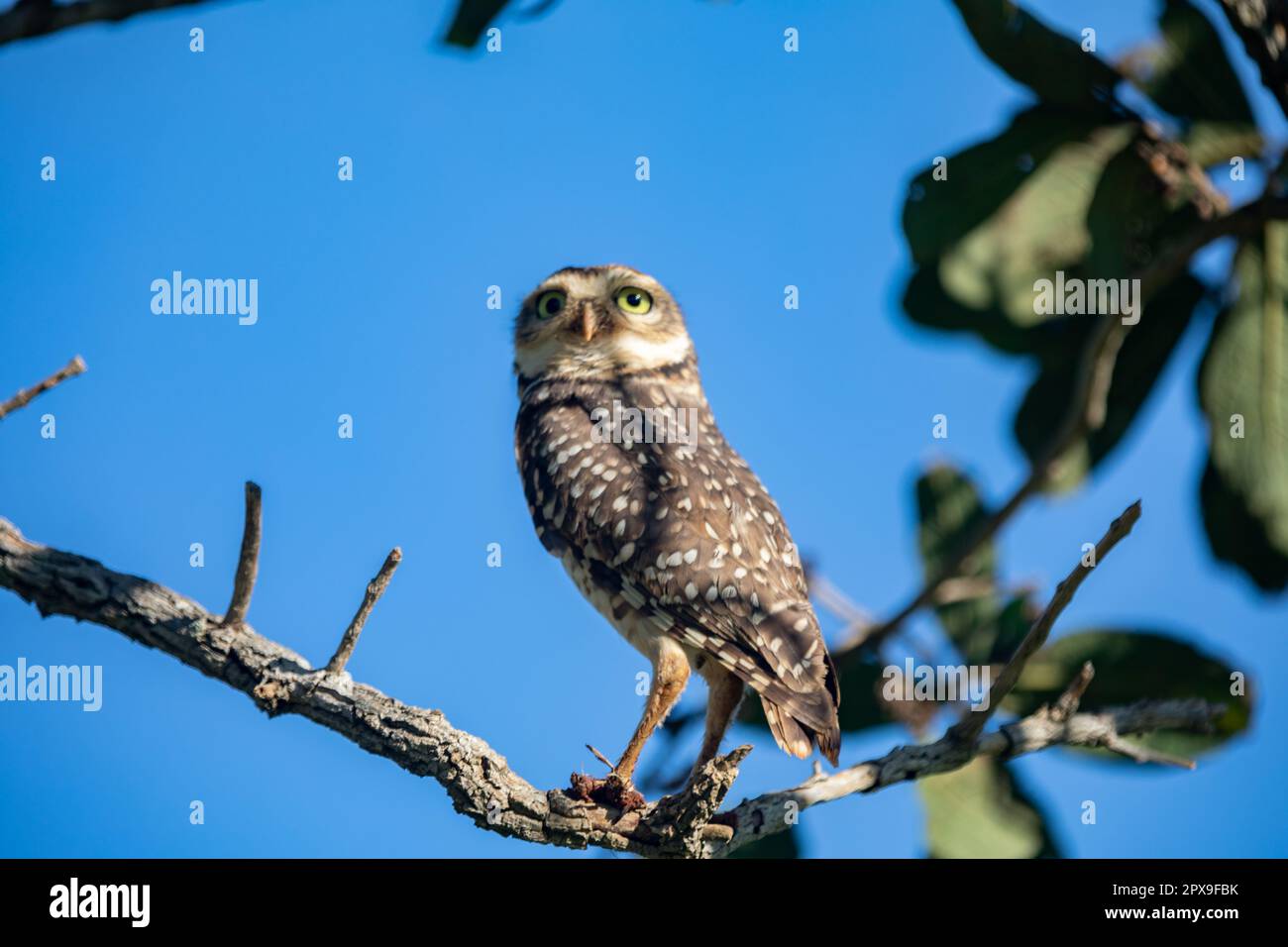 Burning Owl (Athene cunicularia or Speotyto cunicularia) in selective ...