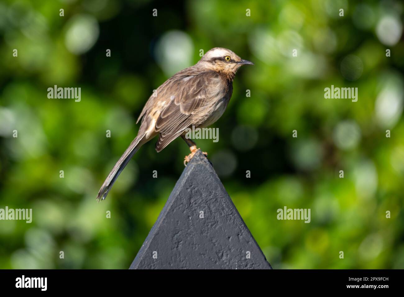 Typical South American bird known as "sabiá do campo" (Mimus saturninus ...