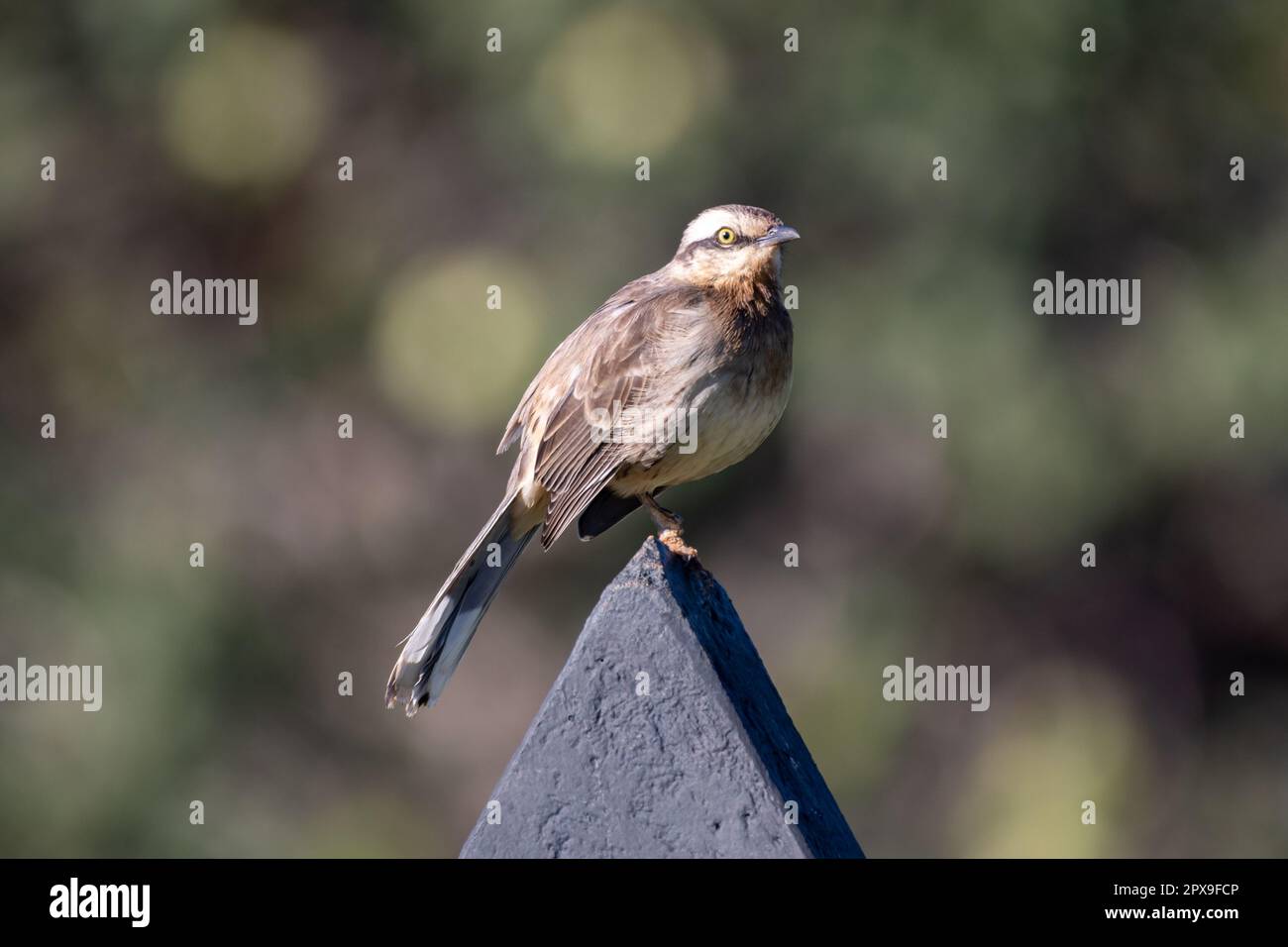 Typical South American bird known as "sabiá do campo" (Mimus saturninus ...