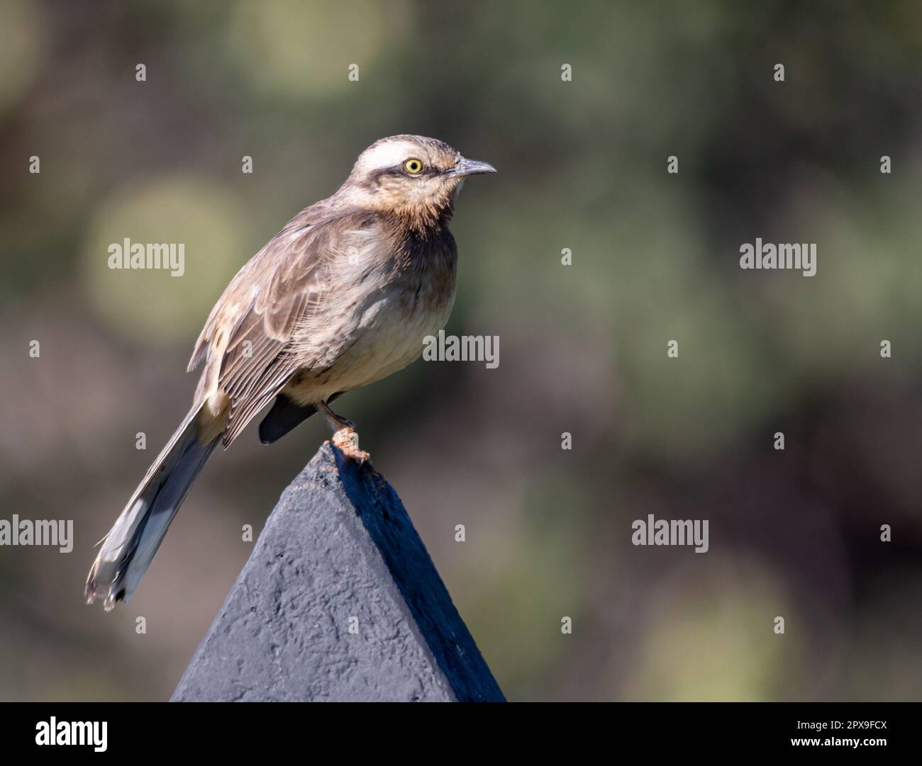 Typical South American bird known as "sabiá do campo" (Mimus saturninus ...