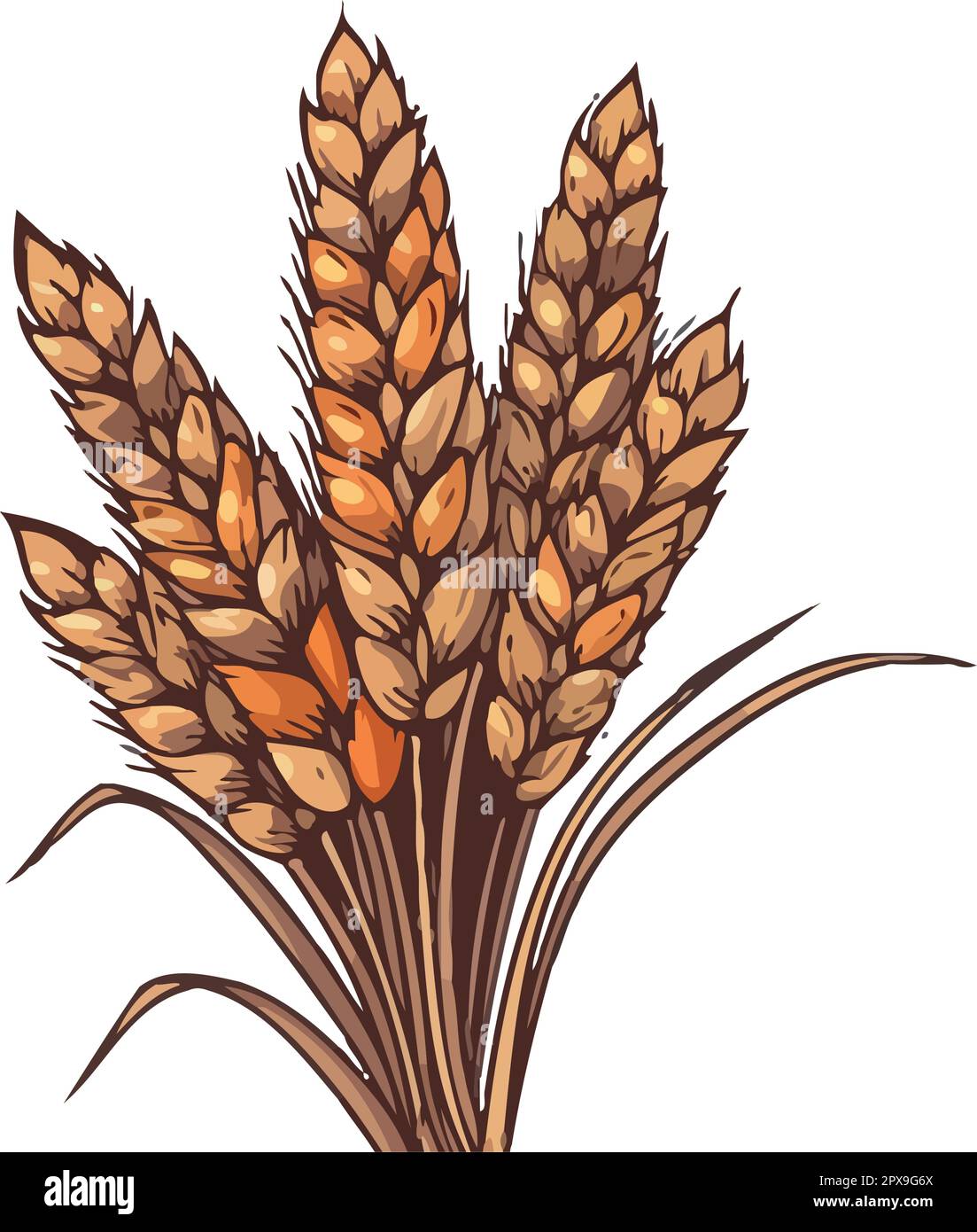 Barley bundle Stock Vector Images - Alamy